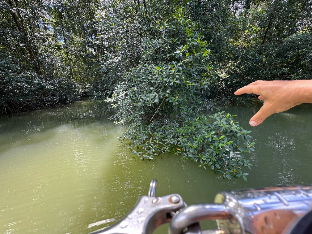 Französisch-Guyana: Maroni-River – Seebärlis